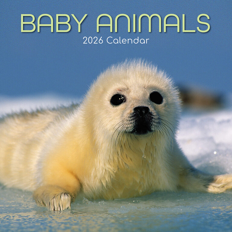2026 Square Wall Calendar - Baby Animals | Wholesale Stationery