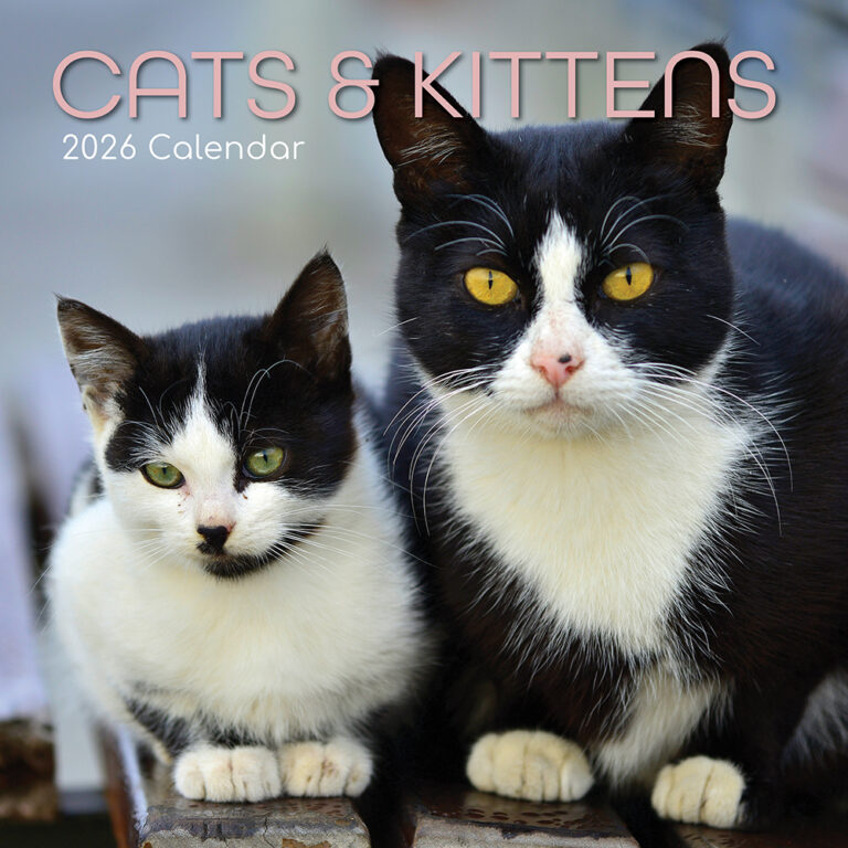2026 Square Wall Calendar - Cats & Kittens | Wholesale Stationery