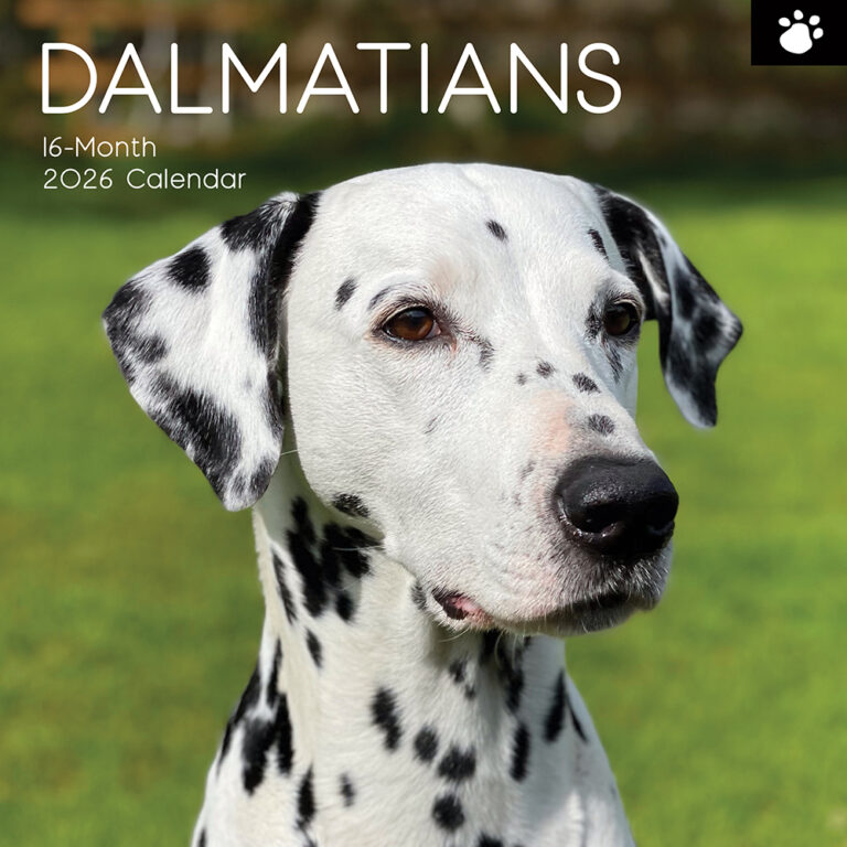 2026 Square Wall Calendar - Dalmatians | Wholesale Stationery