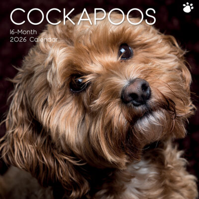 2026 Square Wall Calendar - Cockapoos | Wholesale Stationery