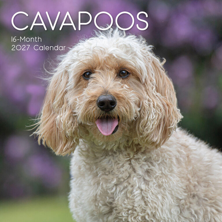 2027 Square Wall Calendar - Cavapoos | Wholesale Stationery